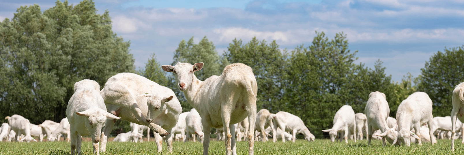 Pure Goat Formula - Gentle & Nutritious Milk for Babies | Euromallusa